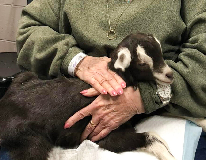 Goat Snuggles for Seniors - Encore Senior Living